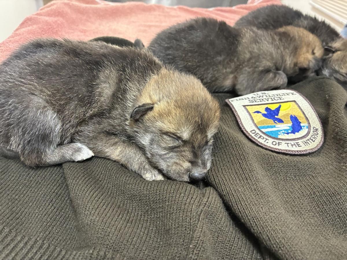 Wandering Mexican gray wolf Asha, now with pups and mate, set for ...