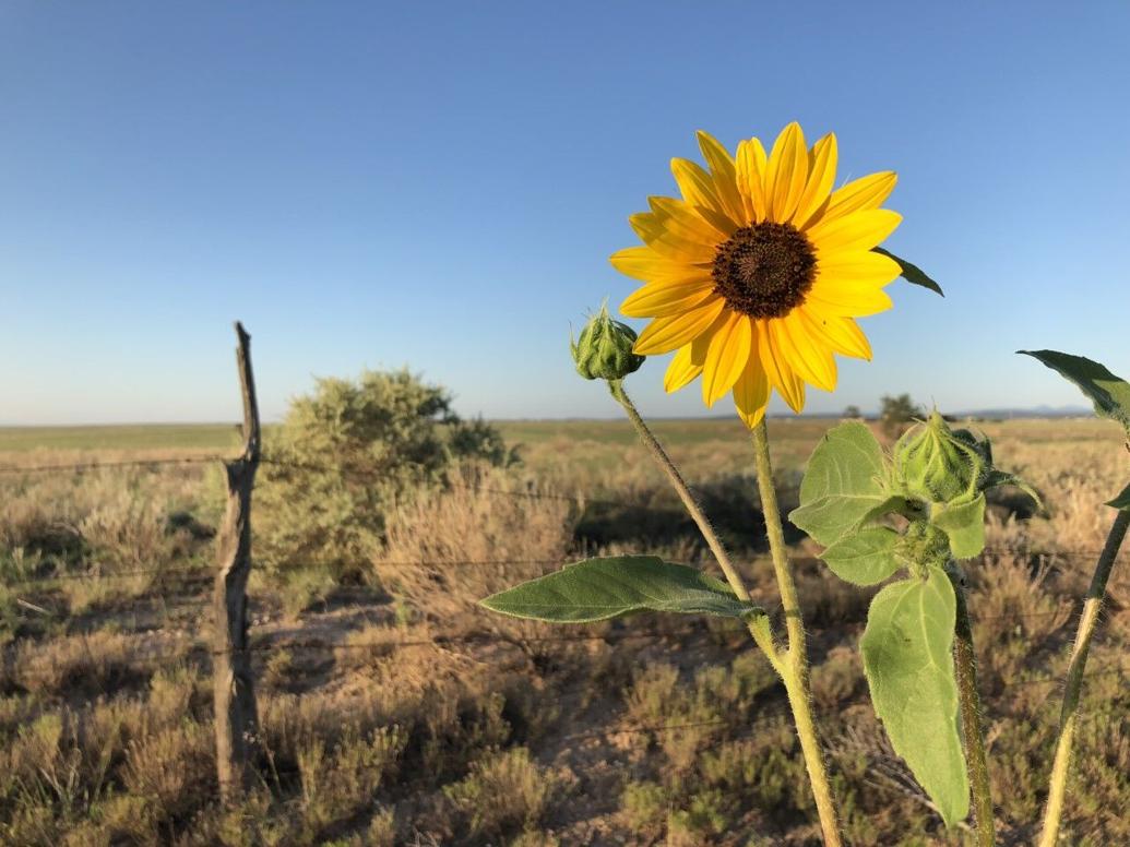 Sunflowers mark passing seasons | Adventure | santafenewmexican.com
