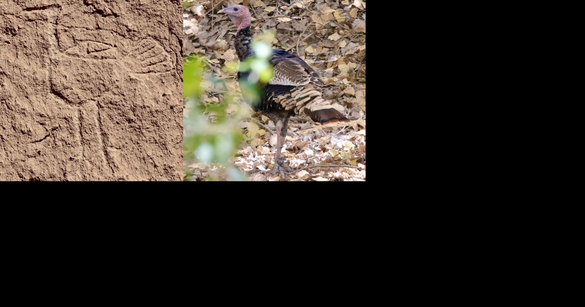 Thunder in the mountains: The unsung history of wild turkeys | Local ...