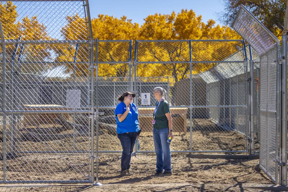 New lobos in town: Albuquerque's zoo prepares to open Mexican wolf ...