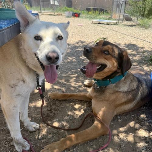 Amid funding struggles, staff losses, Taos animal shelter to close for ...