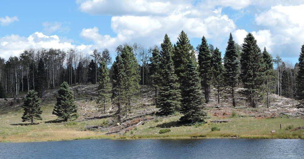 Canjilon Lakes to remain closed to visitors as forest regenerates ...