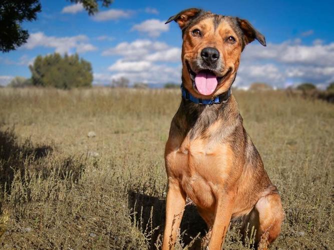 Third time's the charm for Anna Belle | Paws | santafenewmexican.com