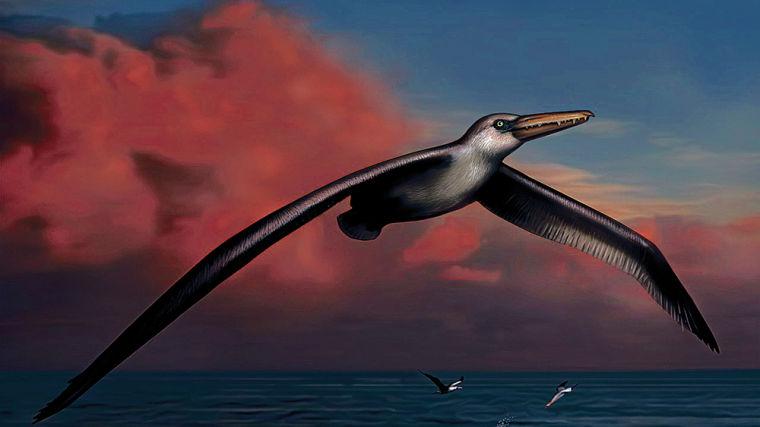 A newly declared species may be the largest flying bird to ever live ...