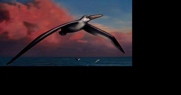 largest prehistoric bird