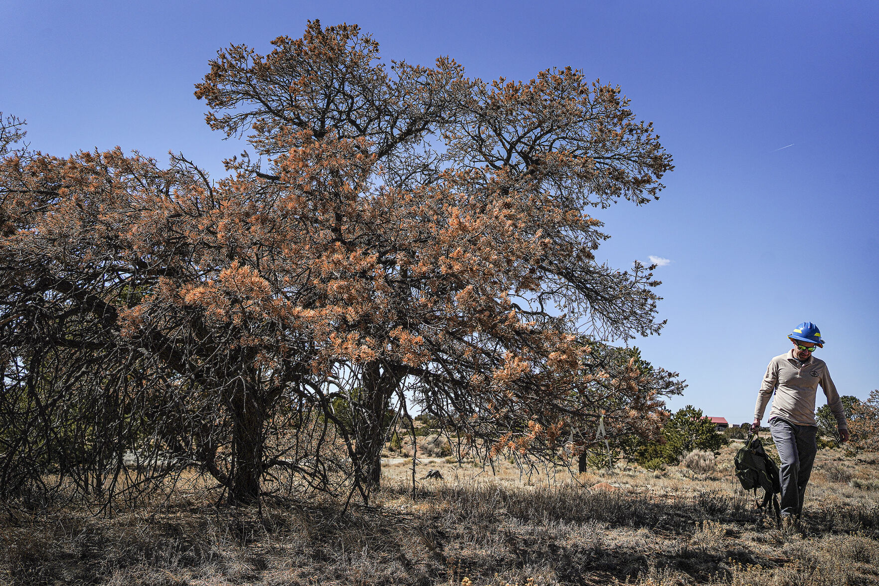 Earth, Wind and Fire: Beetle mania | Local News | santafenewmexican.com