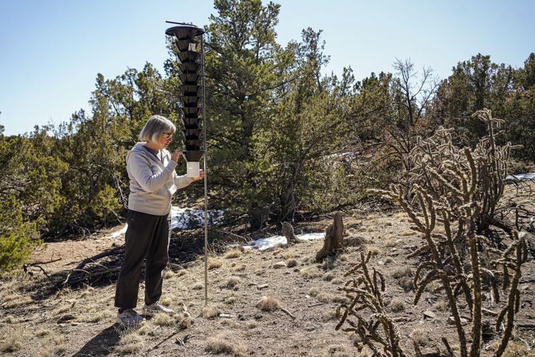 mexican elder tree problems