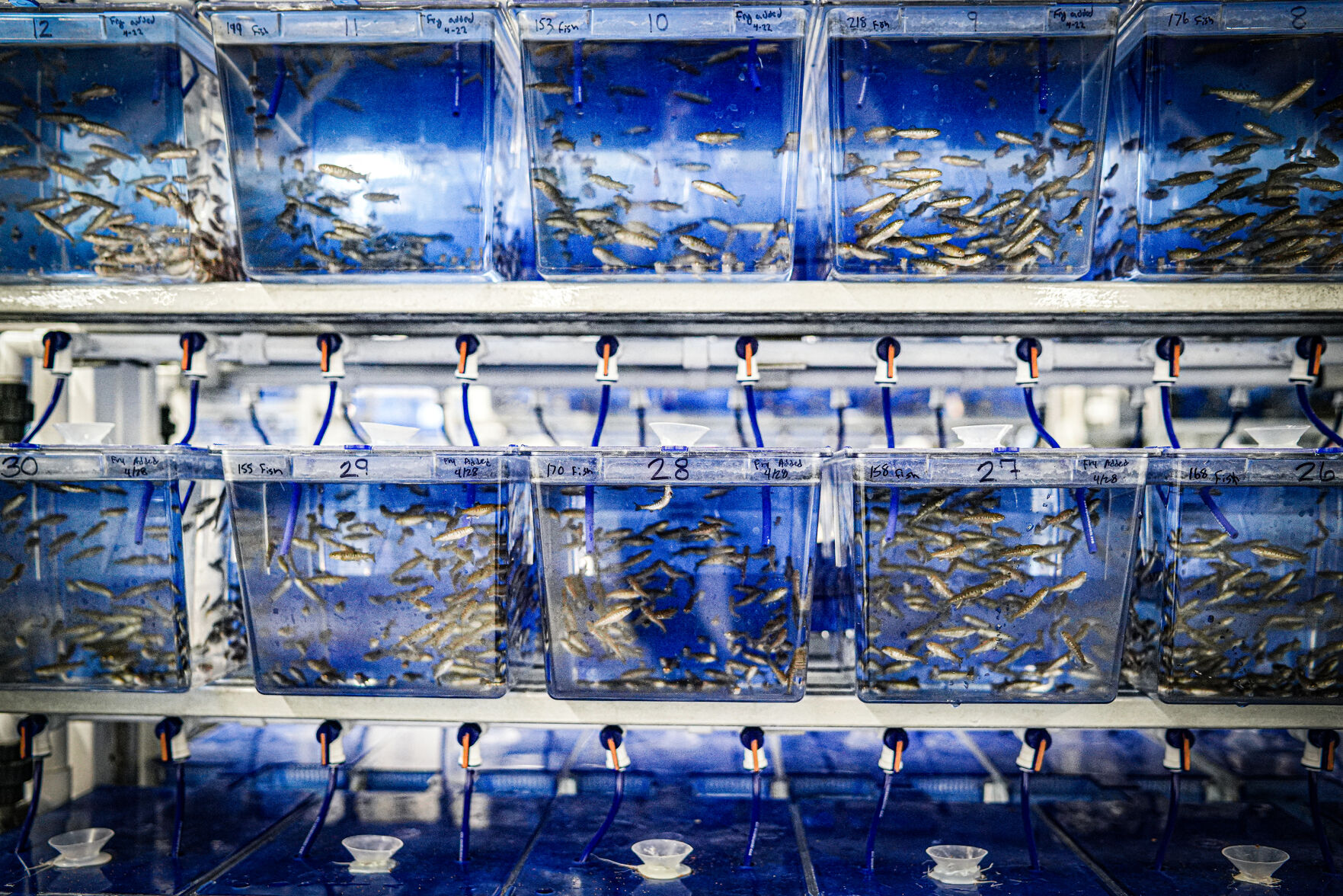 After years of high mortality at Mora fish hatchery, local project ...