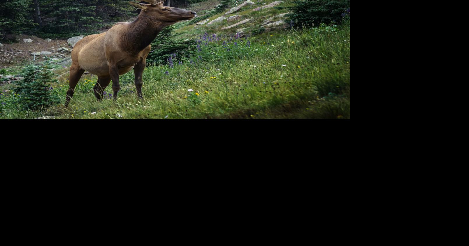Q&A with photographer David Halpern, a 13-time NPS artist-in-residence ...