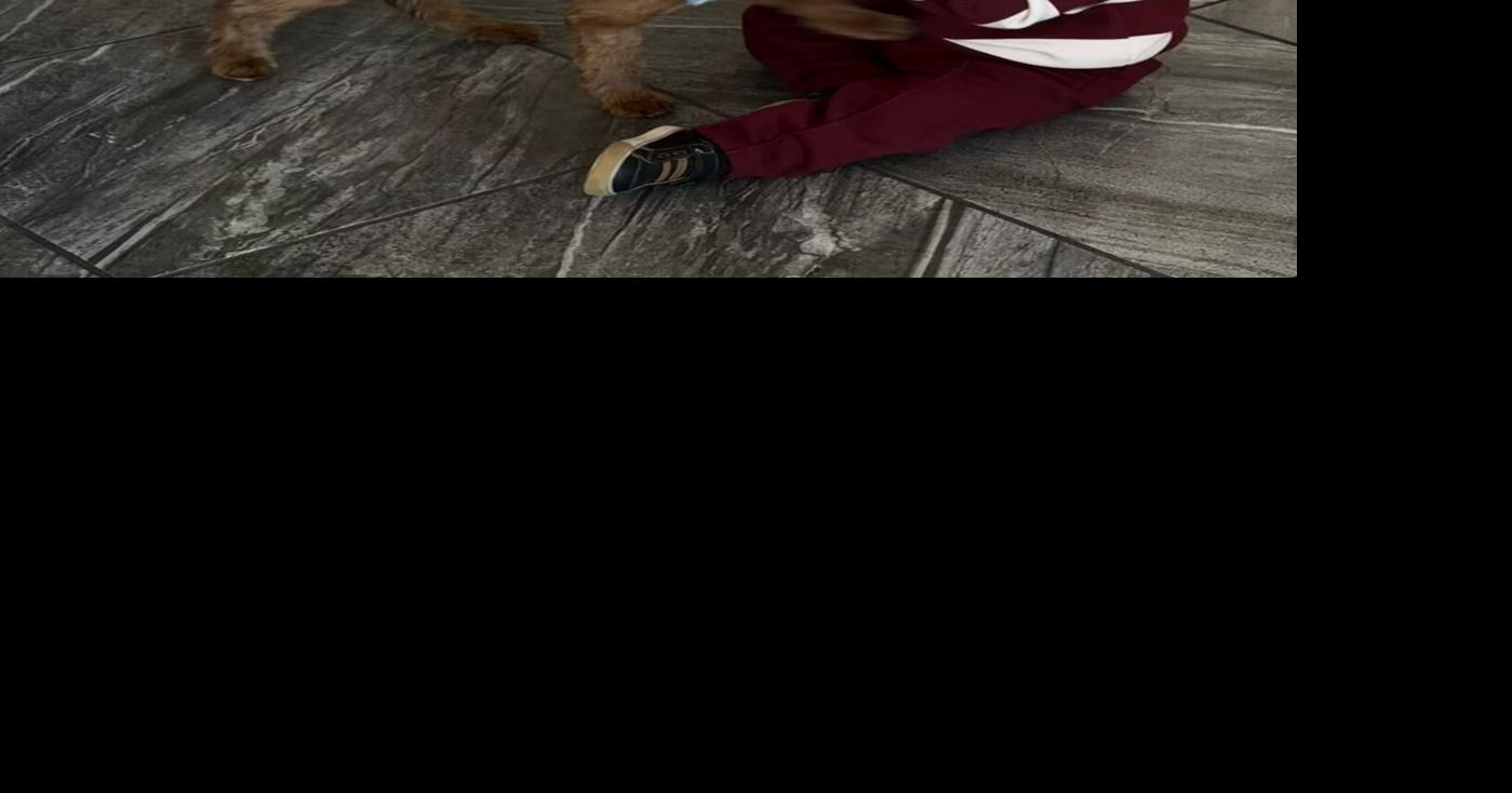 A new dog for a new generation | Paws | santafenewmexican.com