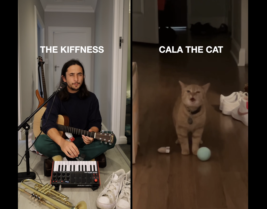 The Kiffness is a Meowsical Musician | Pasatiempo | santafenewmexican.com