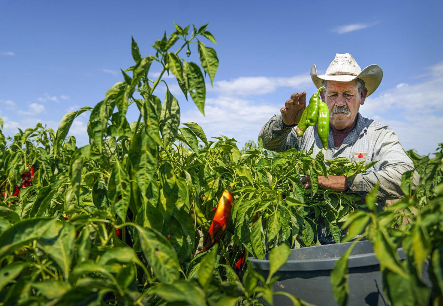 Heat is on for New Mexico chile farmers | Local News ...
