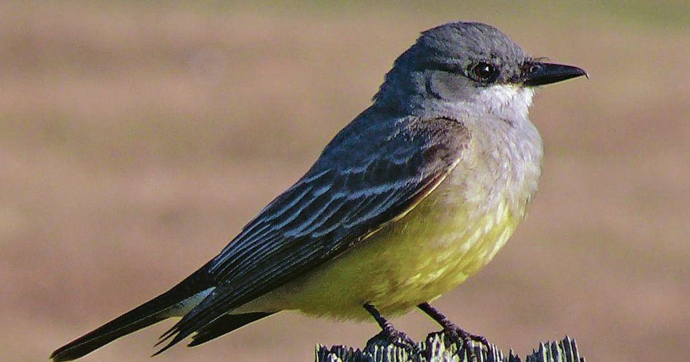 kingbird western