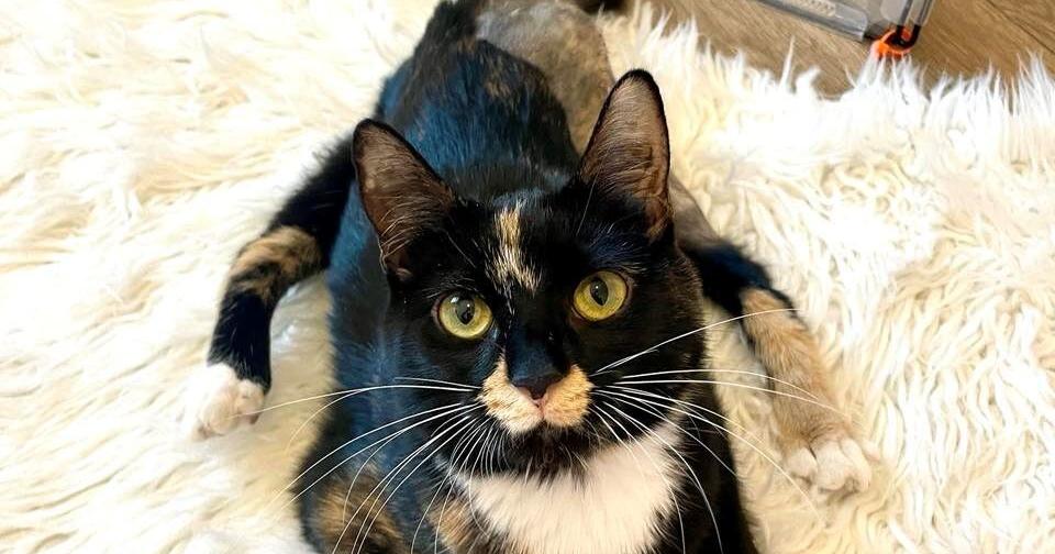 Special-needs cats require many helpers | Paws | santafenewmexican.com