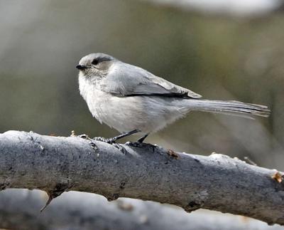 Dark-eyed junko tops area bird poll | Local News | santafenewmexican.com