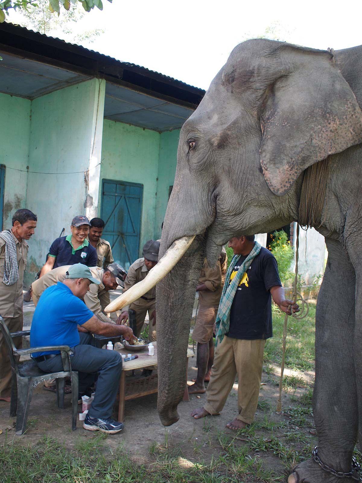 Call of the wild: ‘The Elephant Doctor of India’ | Books ...