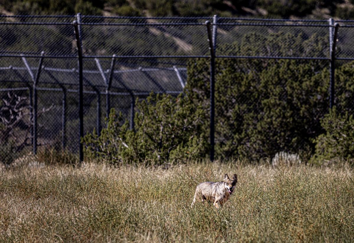 Mexican gray wolf packs transported to Mexico | Local News ...
