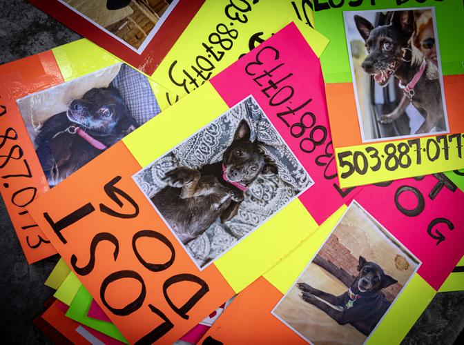 Lala home at last: Lost dog who went viral reunited with Santa Fe owner ...
