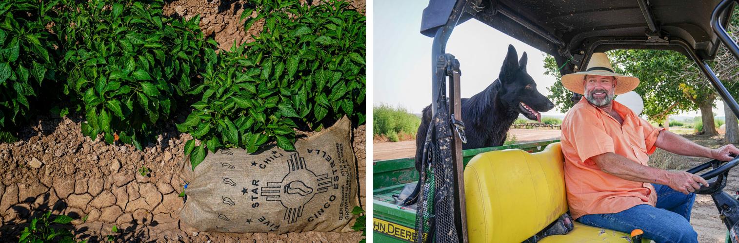 Farmer switching crops: No green in chile anymore | Local News ...