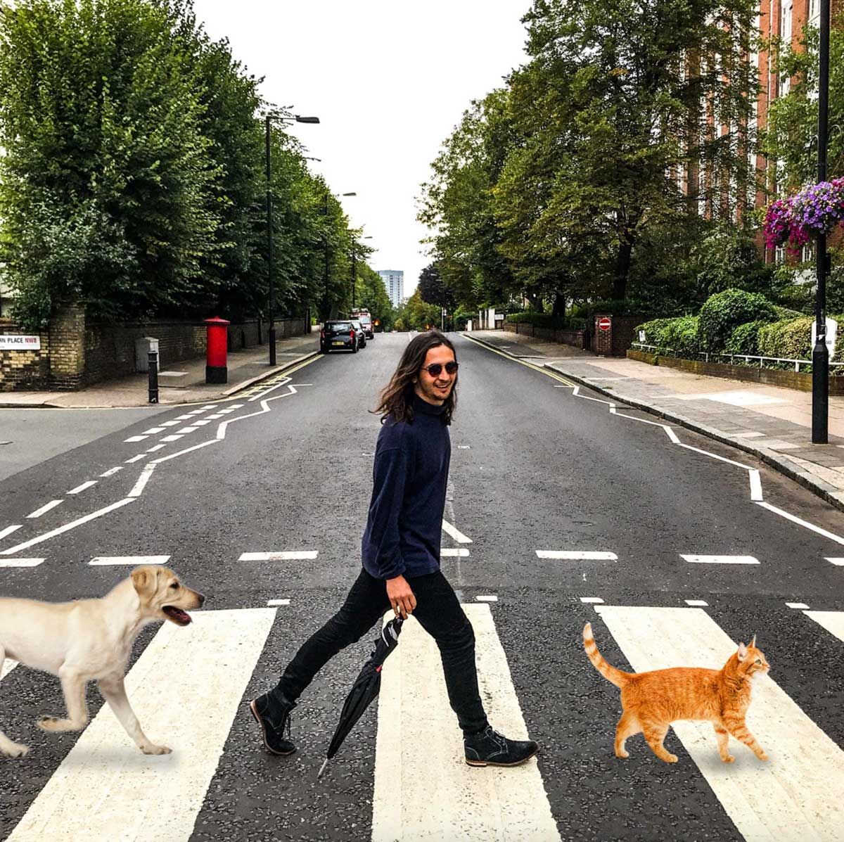 The Kiffness is a Meowsical Musician | Pasatiempo | santafenewmexican.com