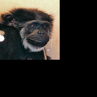 Commentary: Closing chimpanzee colony just the first step | Commentary ...