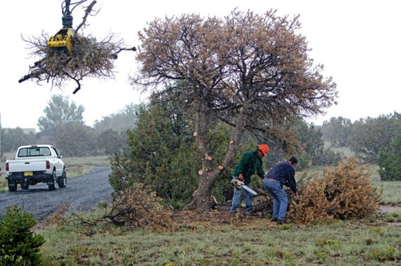 Beetles’ resurgence threatens area piñon trees | Local News ...