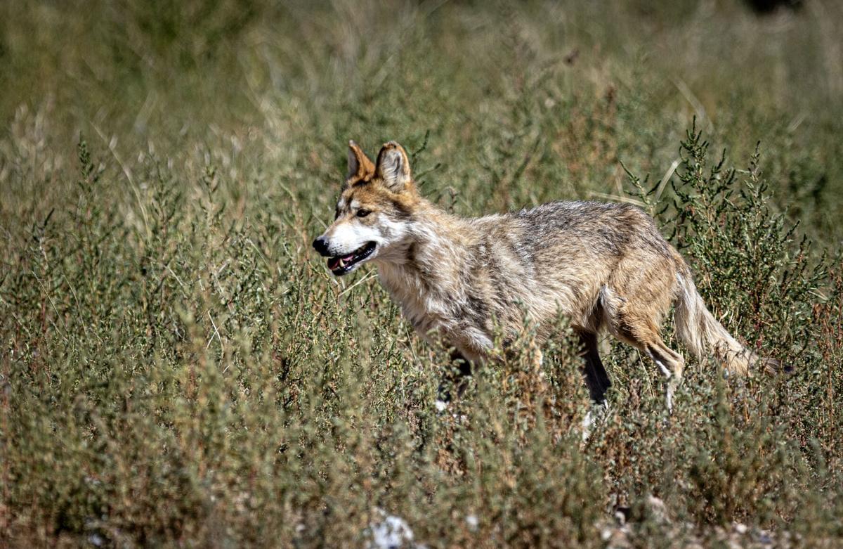State game commissioner removed after role in wolf media campaign ...