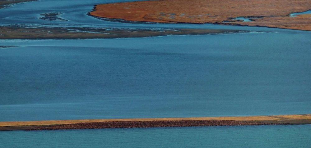 The grim reason pilots need to worry about walruses | News ...