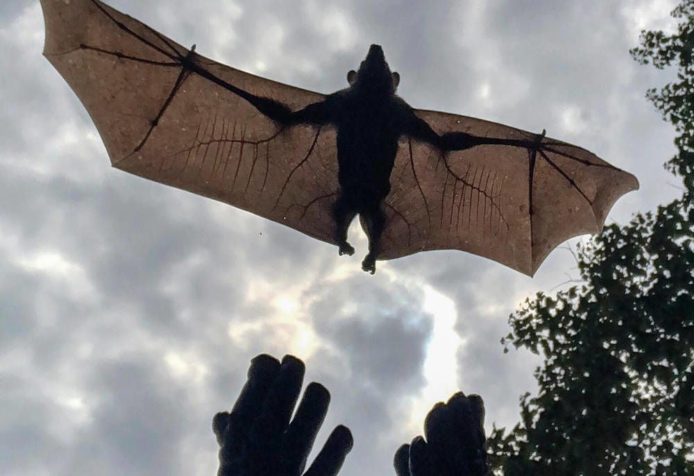 Scientists tracking bats to stop spread of lethal Marburg virus | News ...