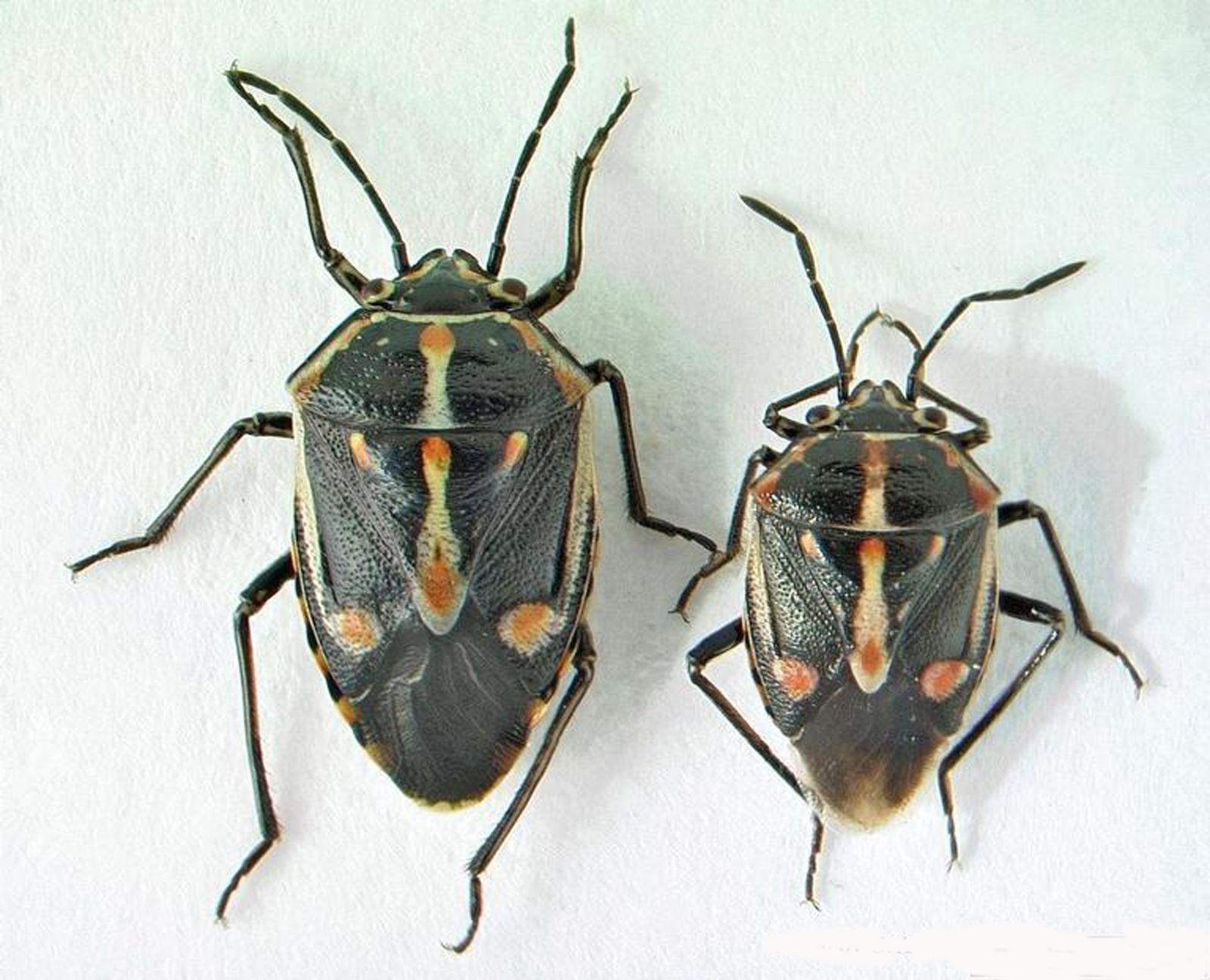 About a new pest: the bagrada bug | Home/Real Estate ...