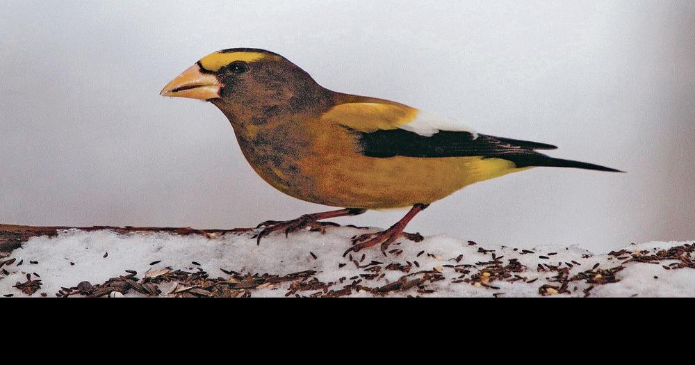 Good morning New Mexico | Sunrise | santafenewmexican.com