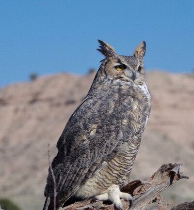 Wildlife Center to showcase owls next month | Local News ...