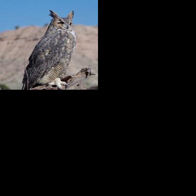 Wildlife Center to showcase owls next month | Local News ...