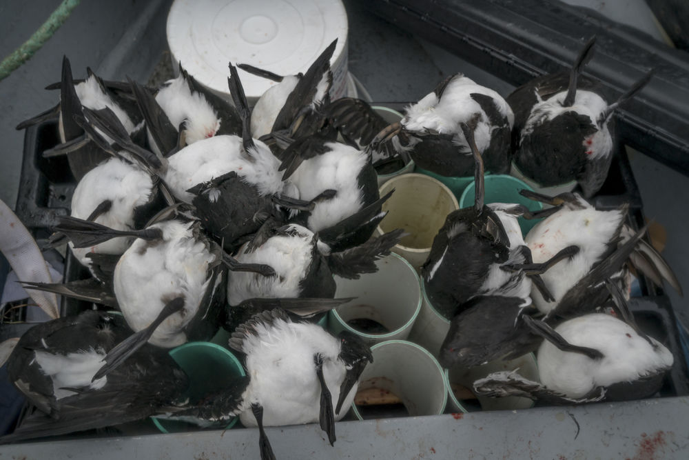 Hunting ‘turr’ in Newfoundland’s frigid waters | Education ...