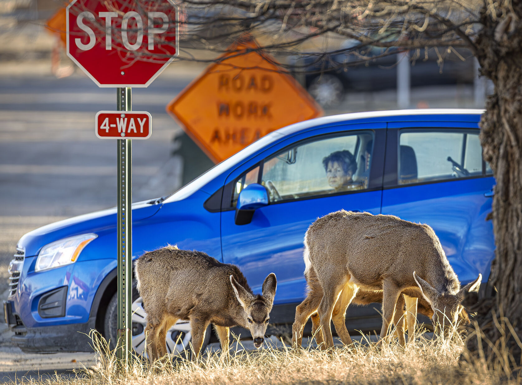Guns once blazed in the Wild West town of Cimarron. Now deer boldly ...