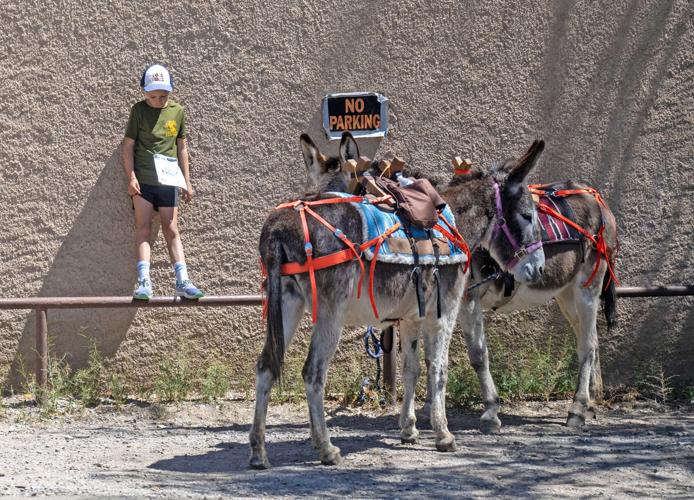 Strong-willed racers: Burro trek celebrates animal's deep ties in ...