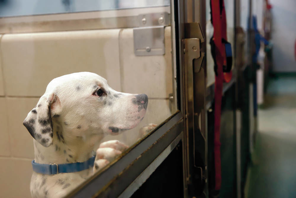 Santa Fe area shelter seeks homes for pets through adoption promotions ...