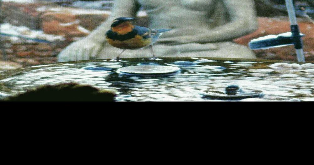 Visiting varied thrush a rare sight in Santa Fe | Outdoors ...