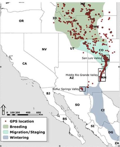 SunZia transmission line project ill-sited for birds | My View ...