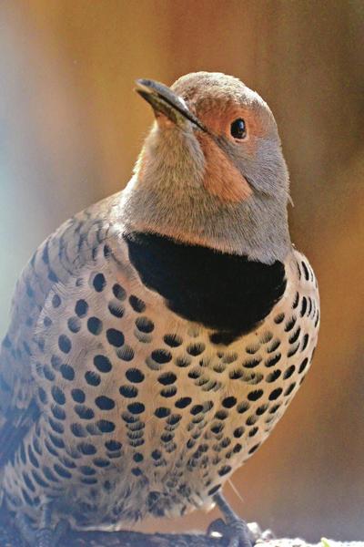 Catch of glimpse of northern flickers in the Santa Fe area | Local News ...