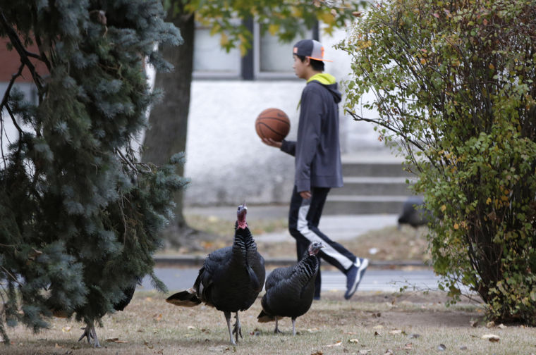 New York City residents squawk about nuisance turkey flock | News ...