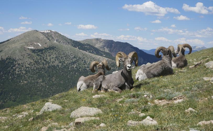 Big-money hunting tags help bring back New Mexico’s bighorn sheep ...