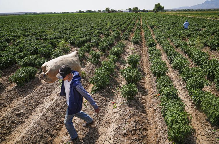 Farmer switching crops: No green in chile anymore | Local News ...
