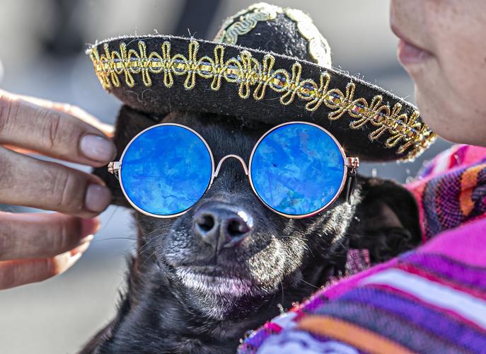 Gallery: Pets on Parade | Local News | santafenewmexican.com