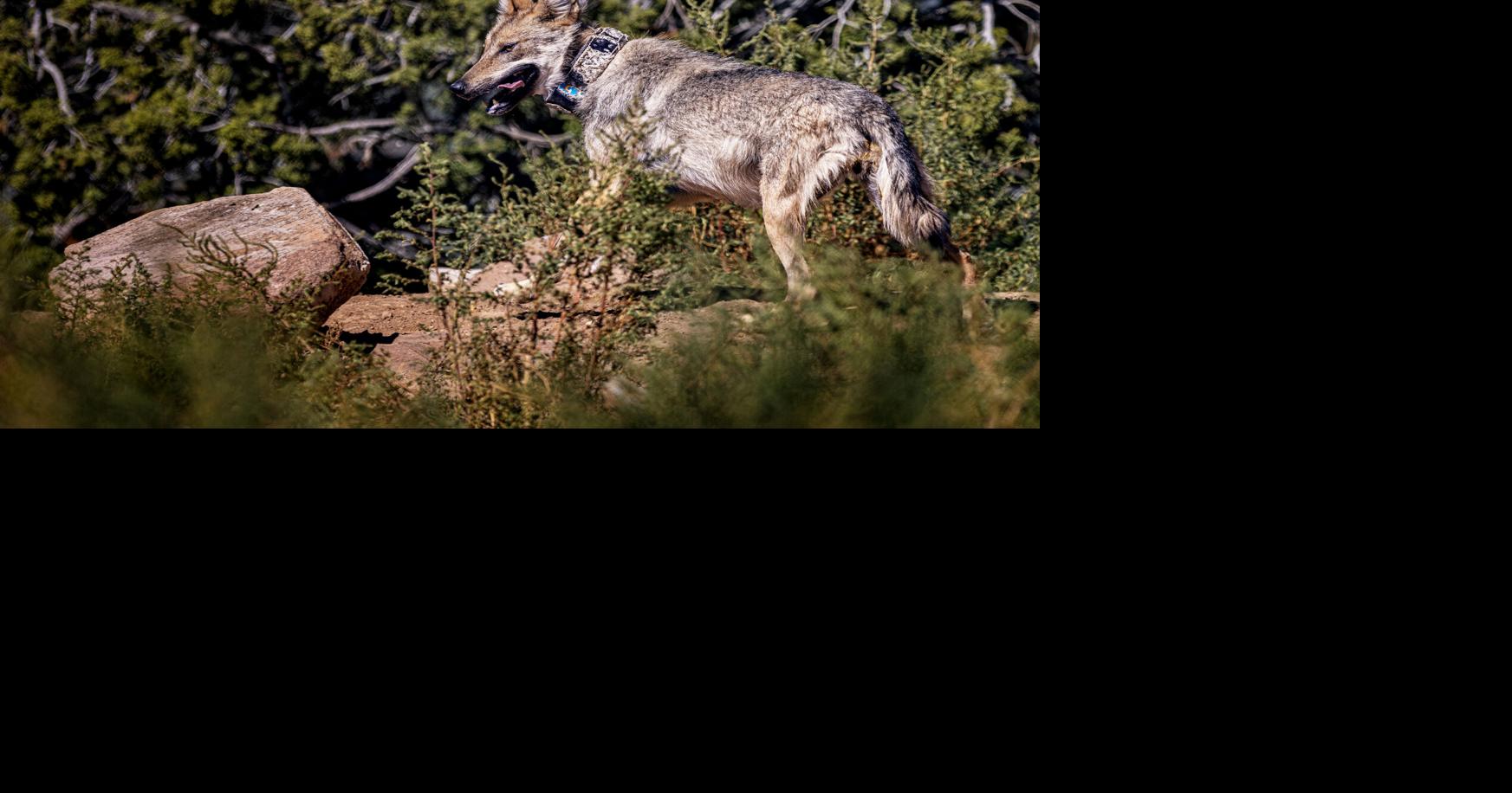 Despite evaluation, conservationists raise alarm about wolves in Mexico ...
