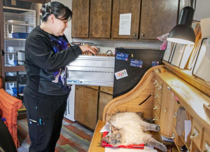 Felines & Friends overwhelmed with cats | Local News ...