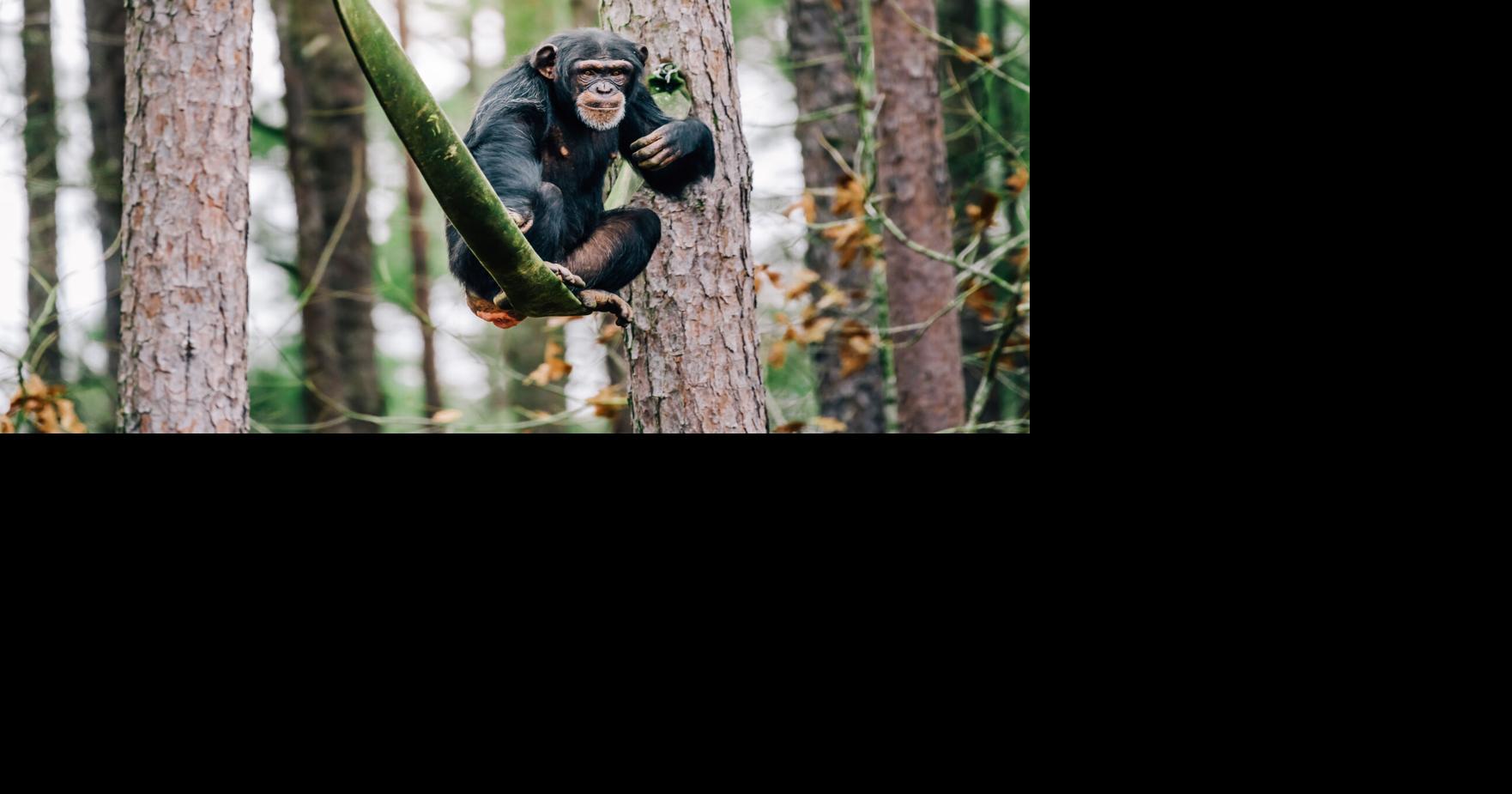 Five Alamogordo chimps have died in last year, report says | Local News | santafenewmexican.com