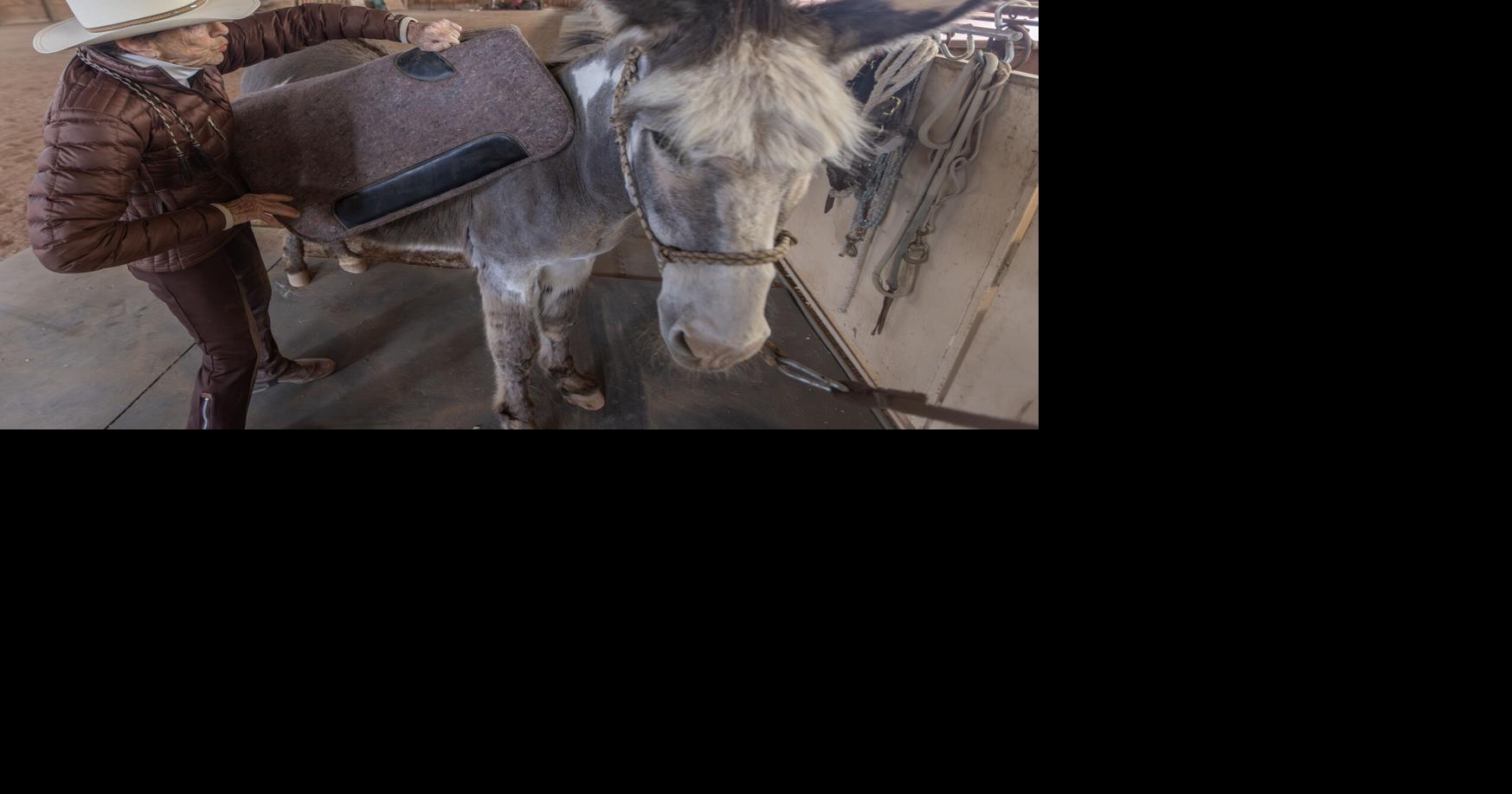 Hey, Santa Fe: the burros are coming, the burros are coming! | Local ...
