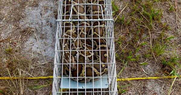USDA to test new trap to catch Everglades pythons | News ...