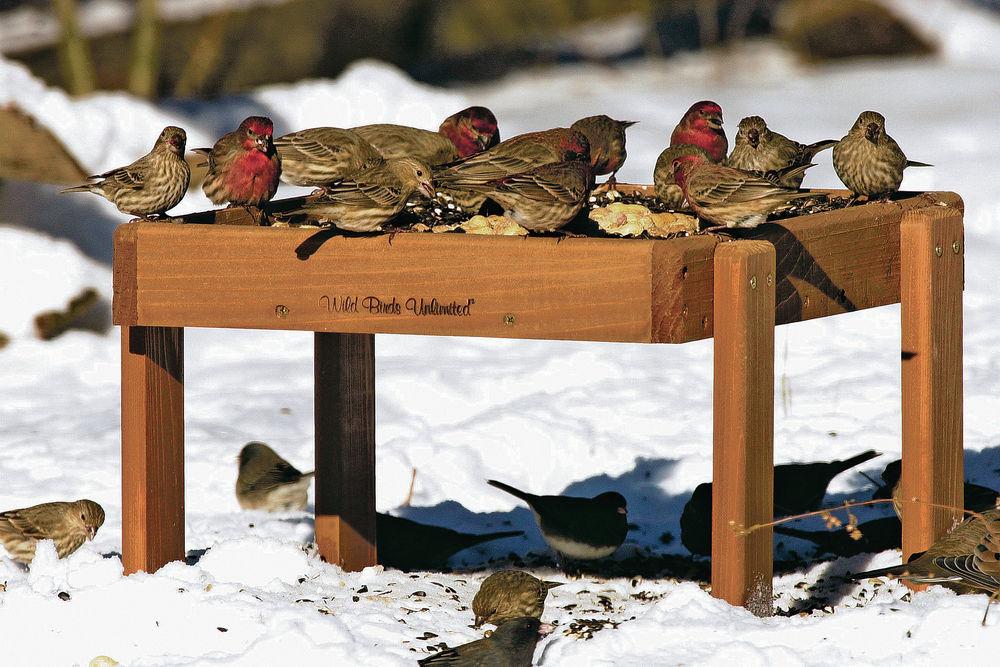 For the Birds: Ground feeding — a great way to attract more birds ...